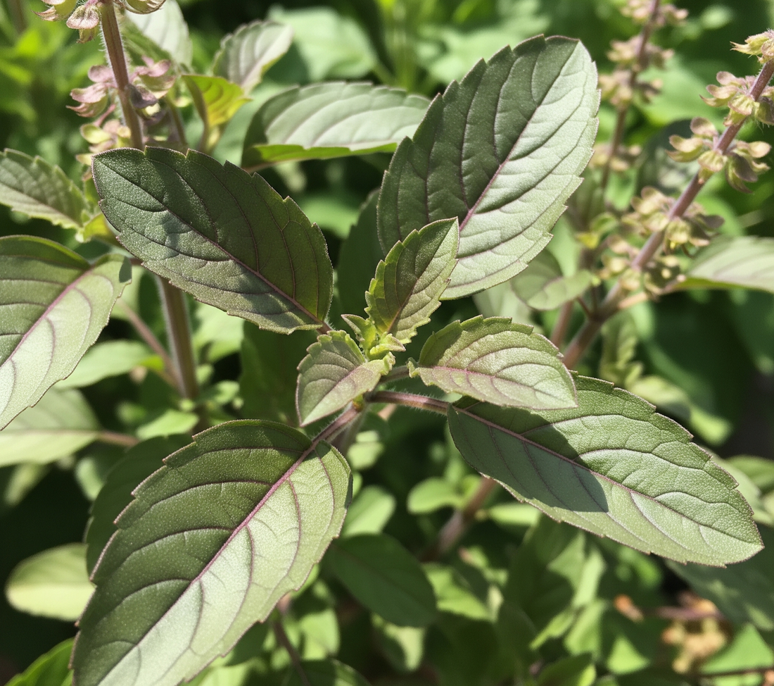 Exploring the Culinary & Wellness Benefits of Dried Holy Basil – Akshit